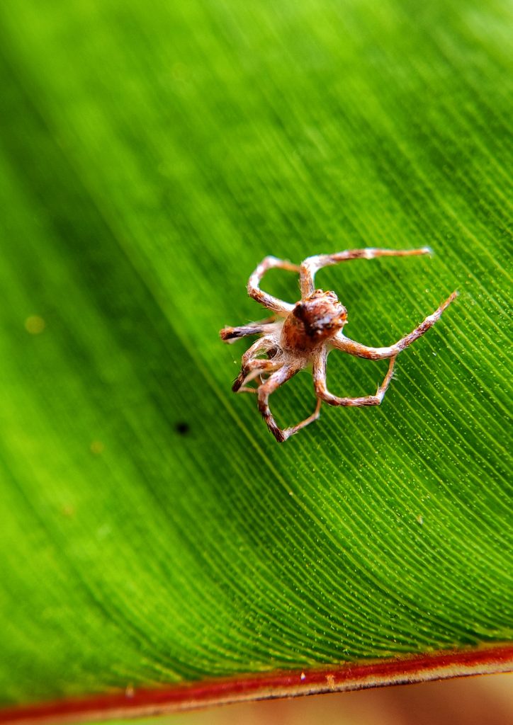 Spider close up - PixaHive