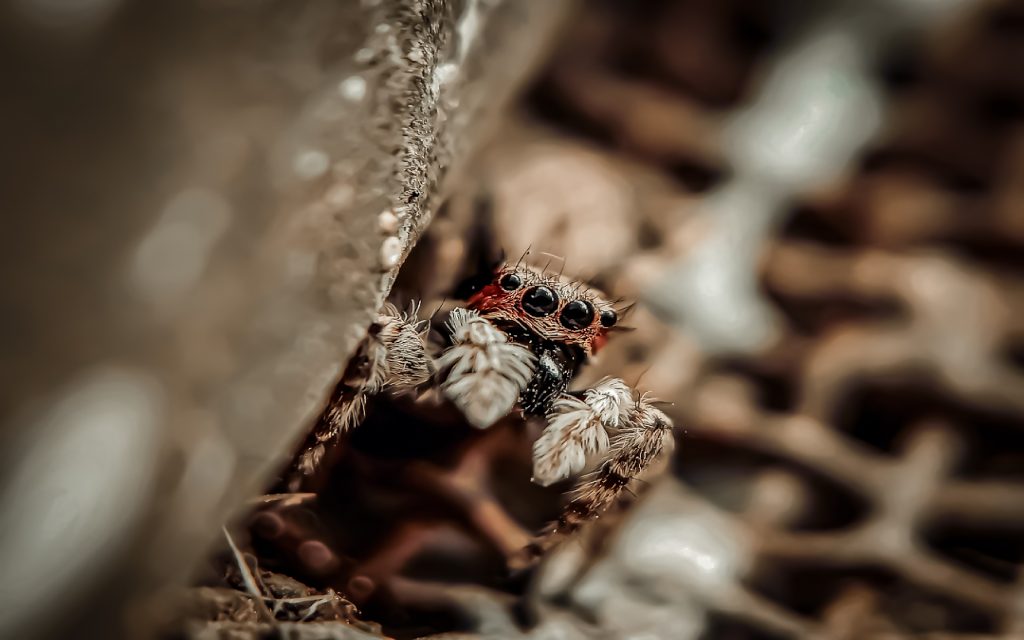 Spider sitting in corner - PixaHive