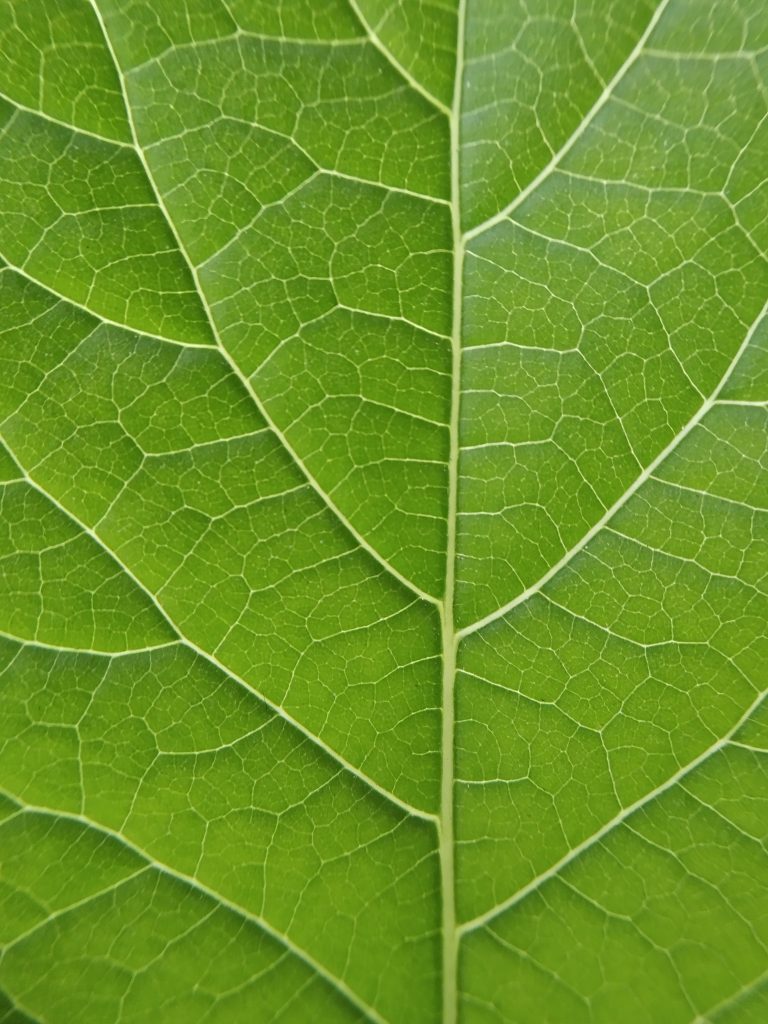 Structure of leaf - PixaHive
