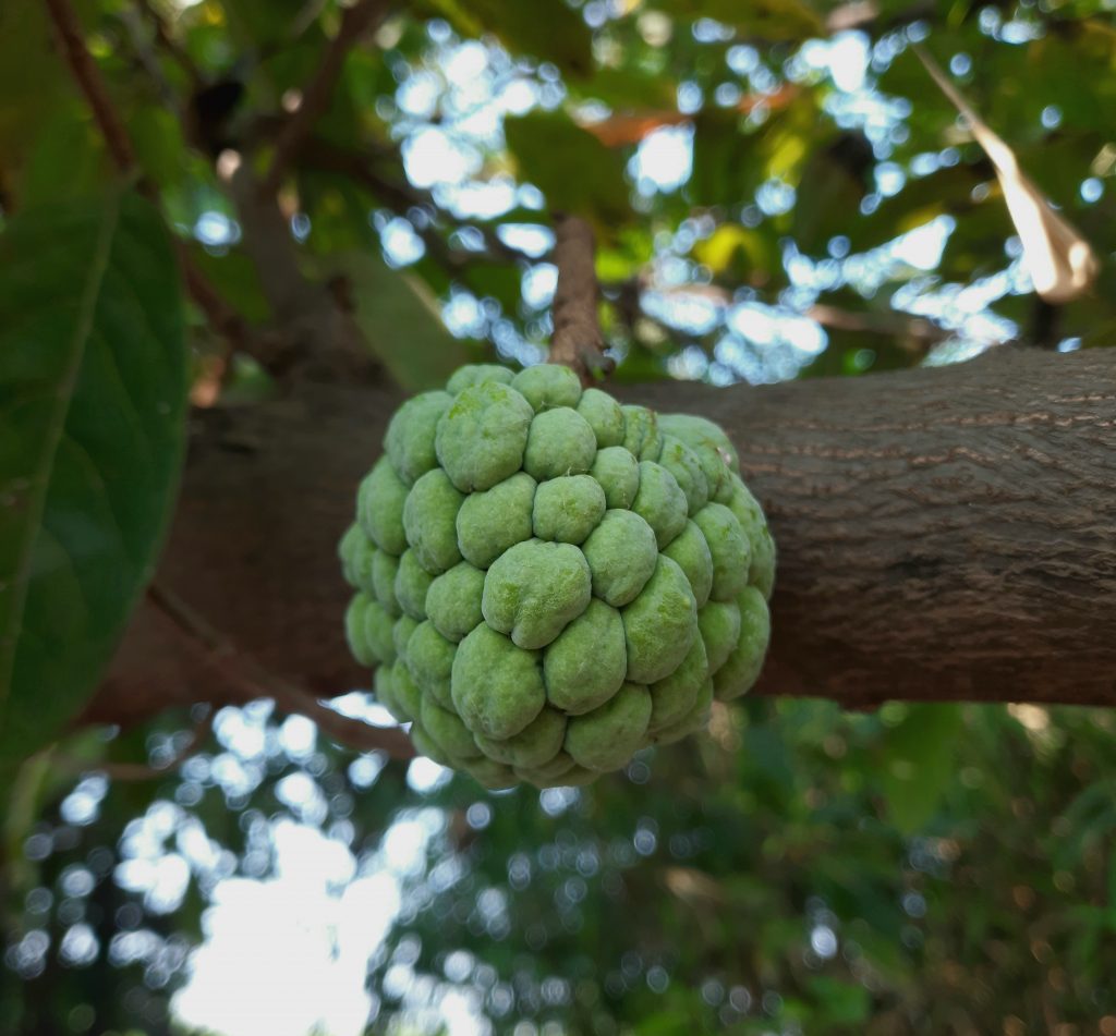 Sugar apple - PixaHive