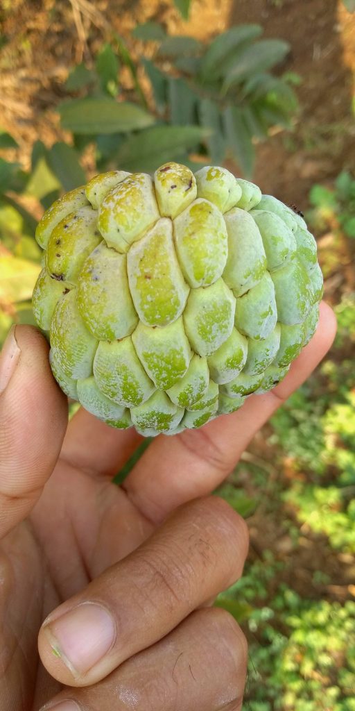 Sugar apple in hand - PixaHive