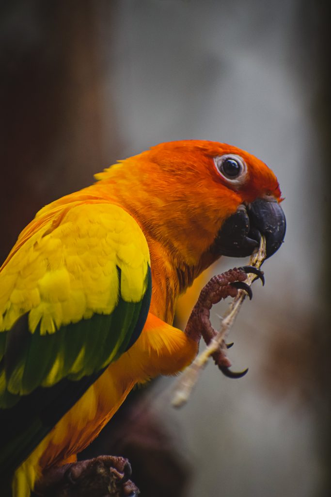 Sun Parakeet Bird - PixaHive