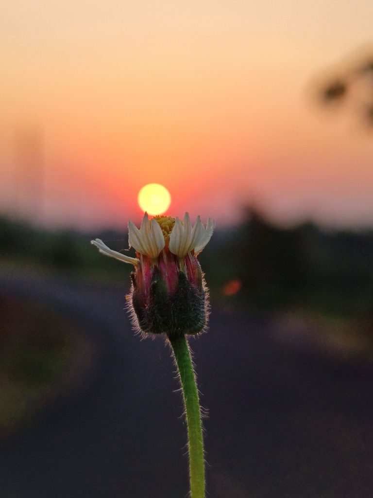 Rising Sun and Flower - PixaHive