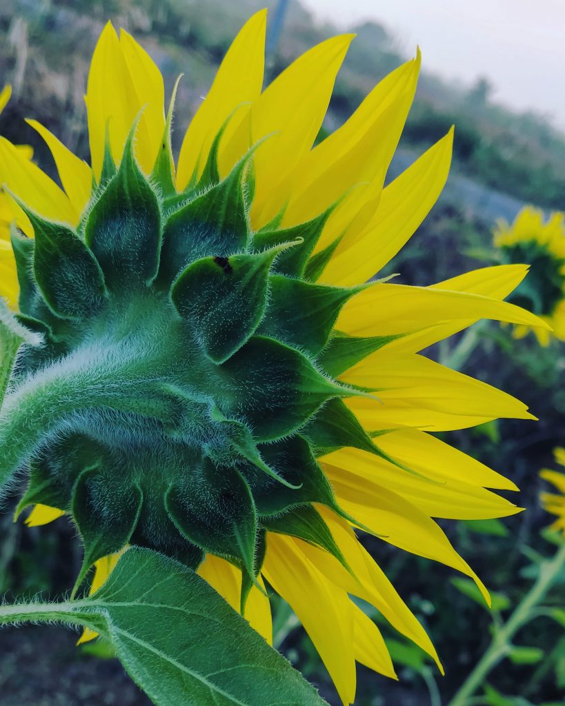 Sunflower - PixaHive