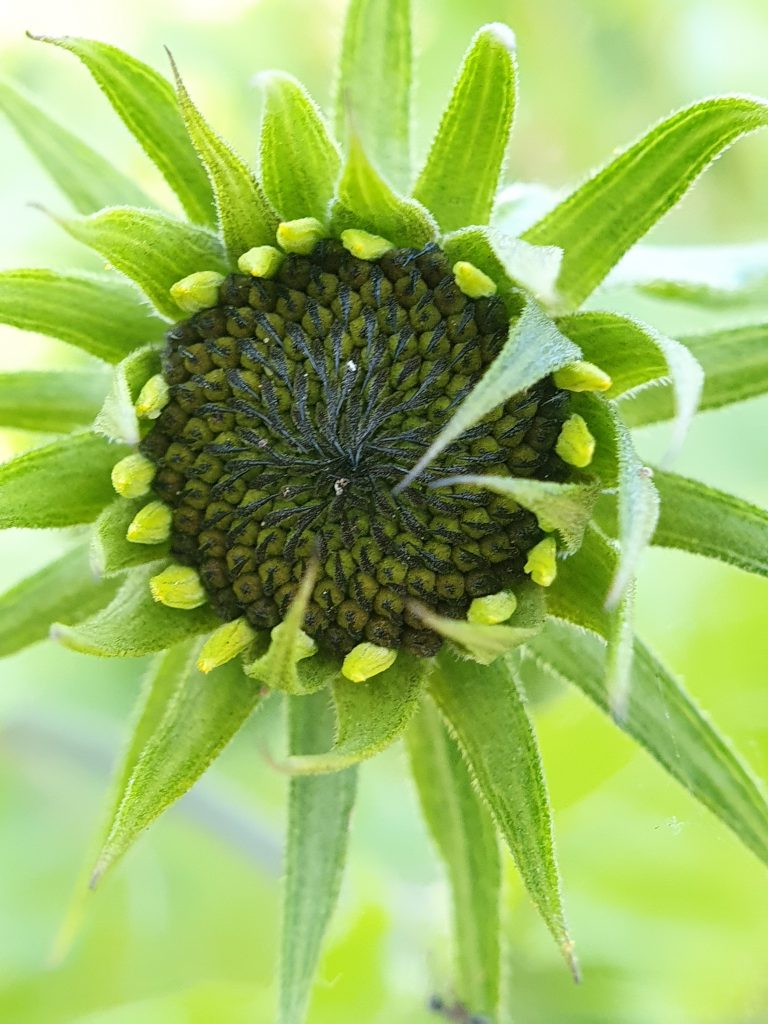 Sunflower growing stage bud - PixaHive