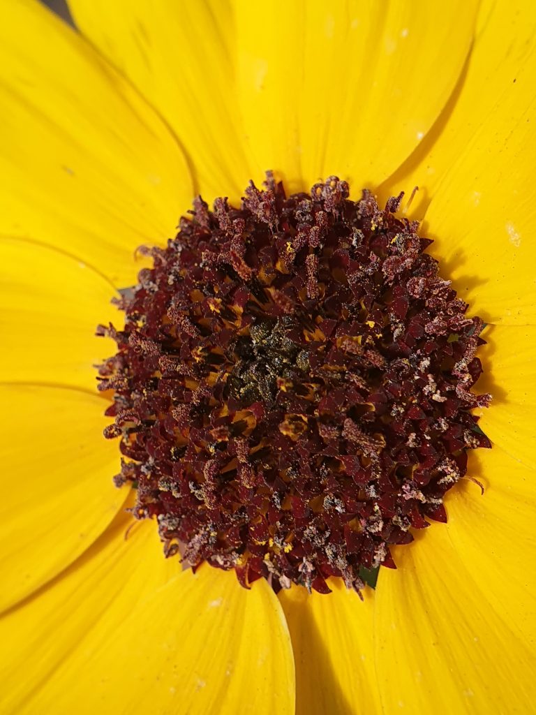 Sunflower macro - PixaHive