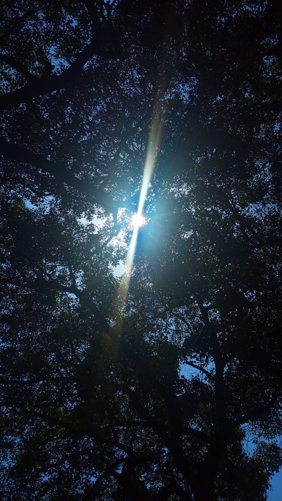 Sunrays through a tree branches - PixaHive