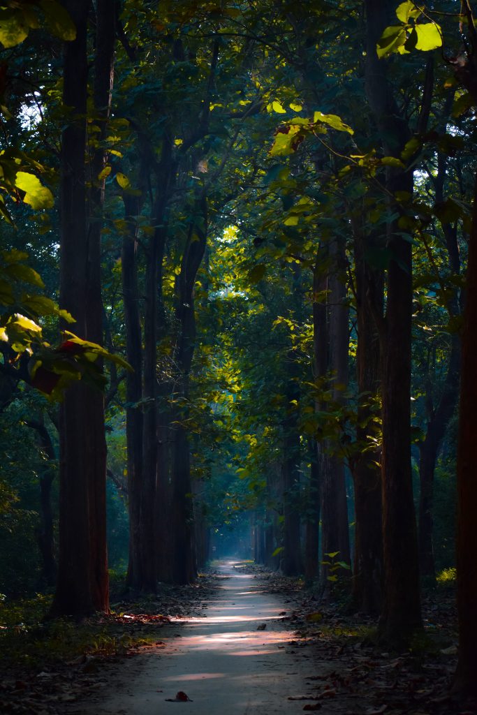 Sunrays through the Canopy of trees - PixaHive