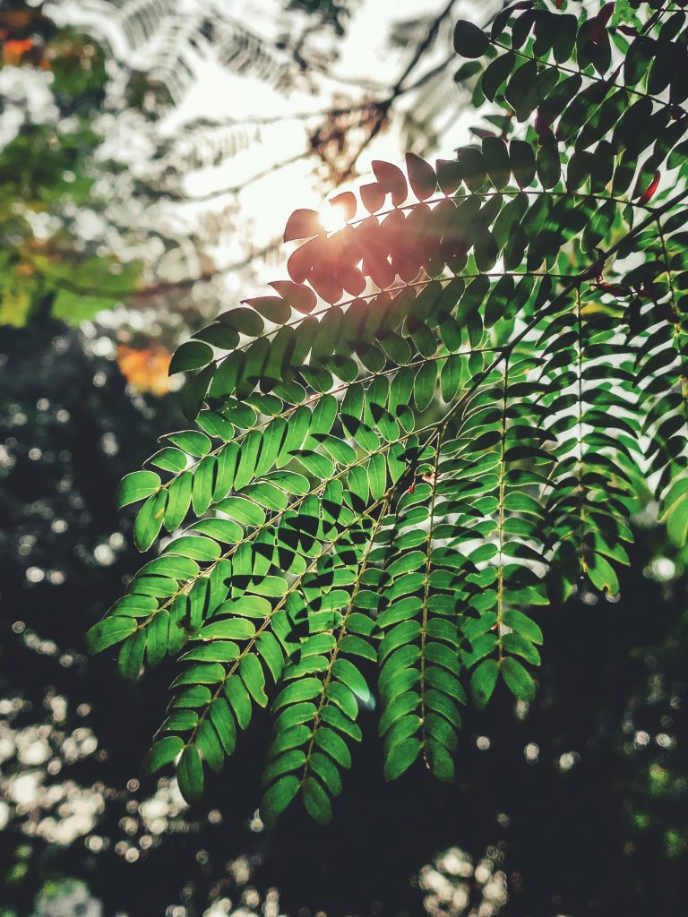 Sunshine through leaves - PixaHive