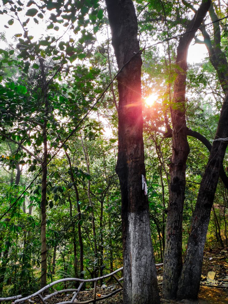 Sunshine through trees - PixaHive