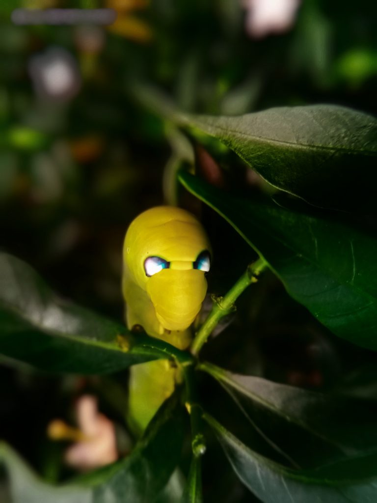 A sweet devil insect - PixaHive