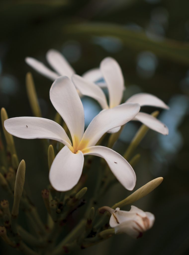 Symbiotic Flower - PixaHive