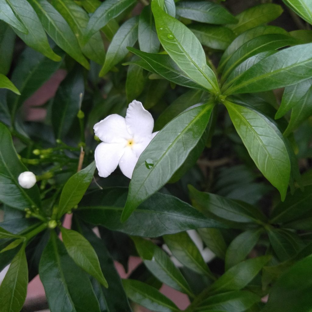 Tagar flower and leaves - PixaHive