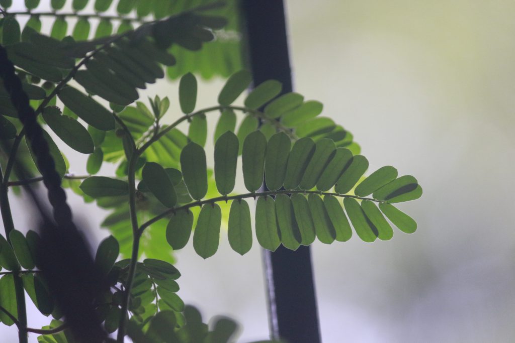 Tamarind leaves - PixaHive