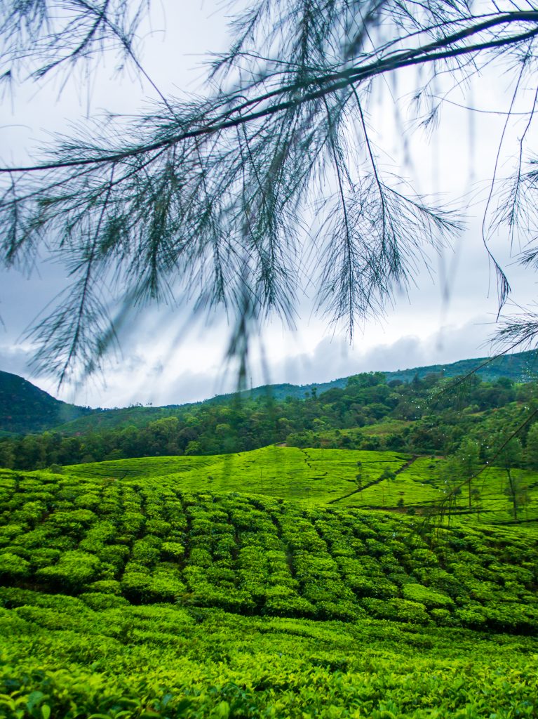 Tea estate vagamon - PixaHive