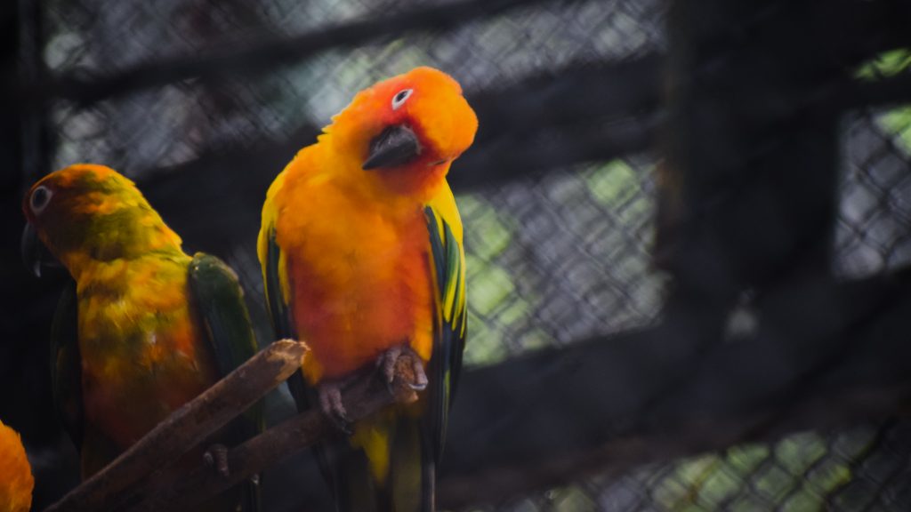 The Sun Parakeet Bird - PixaHive
