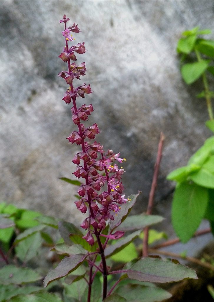 Thulsi Flower - PixaHive