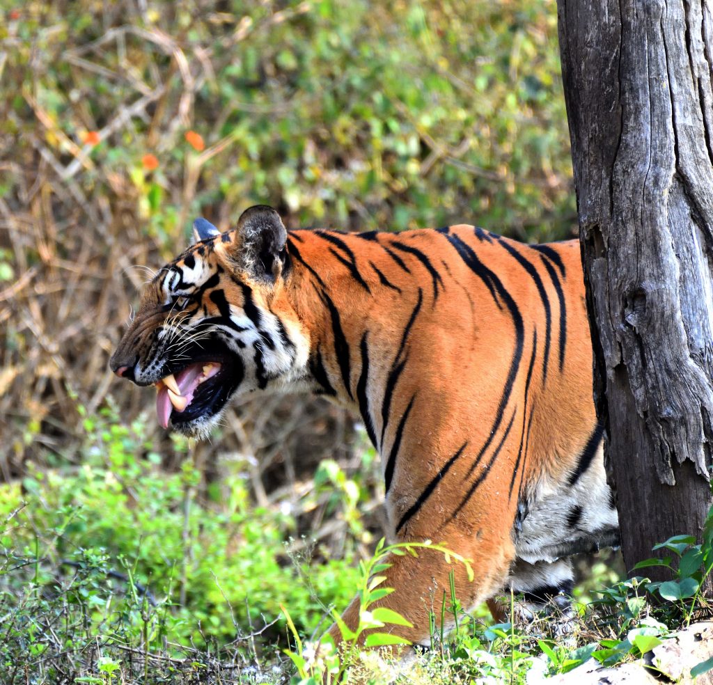 Tiger Close-up - PixaHive