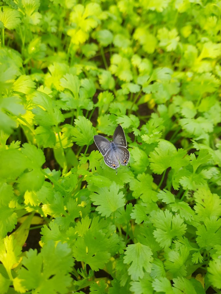 Tiny butterfly - PixaHive