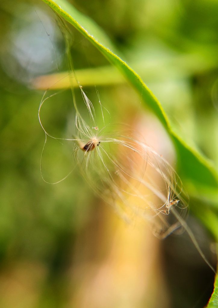 Tiny creatures - PixaHive