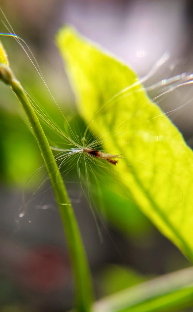 Tiny creature - PixaHive