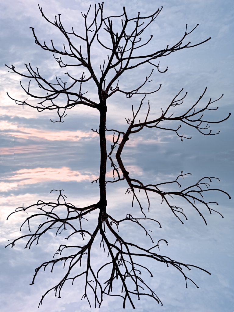 Tree reflection - PixaHive