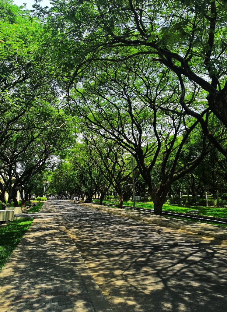 Tree Shadow - PixaHive