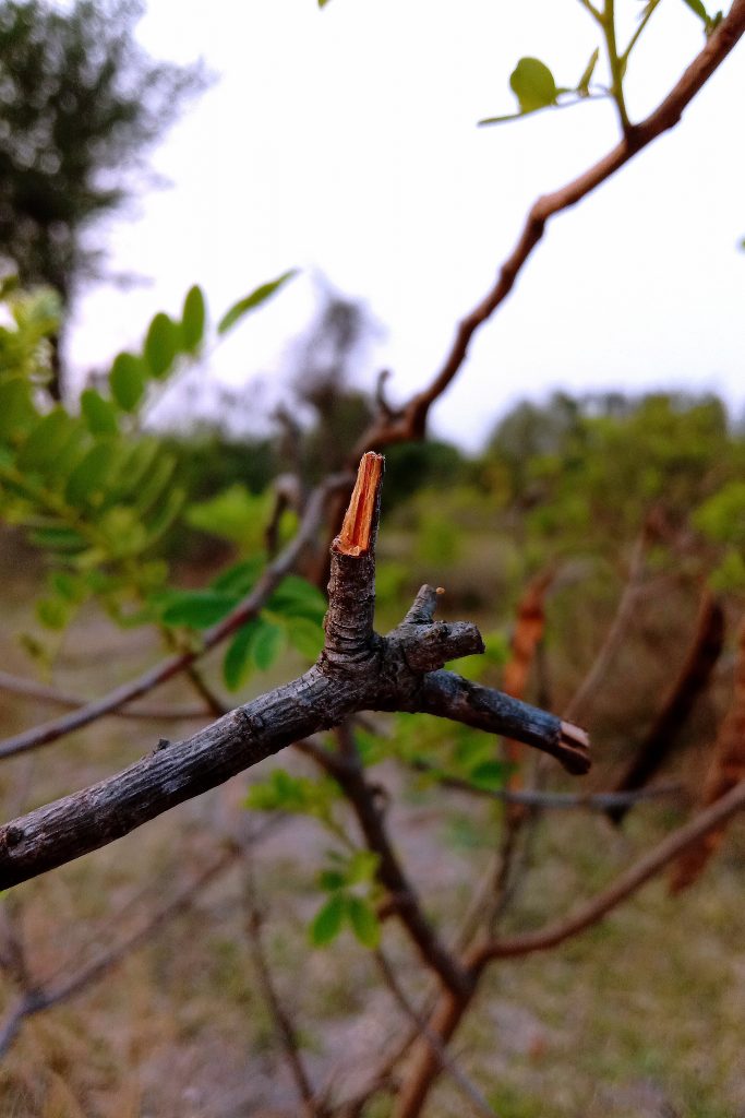 Tree branch - PixaHive