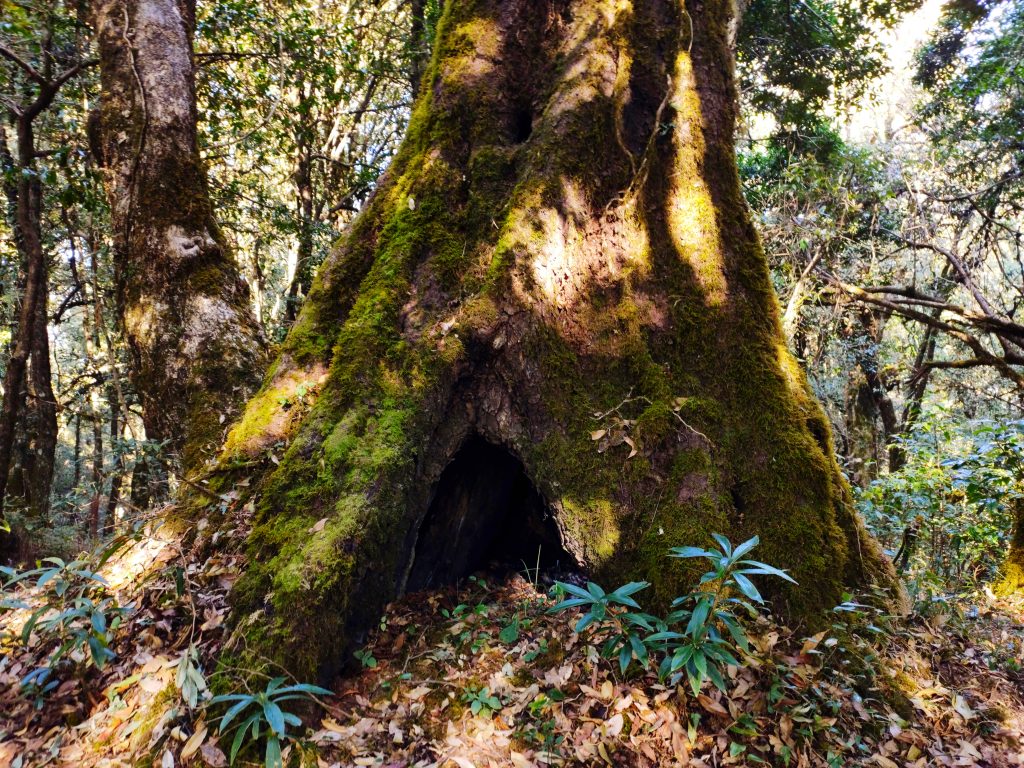 Tree cave - PixaHive