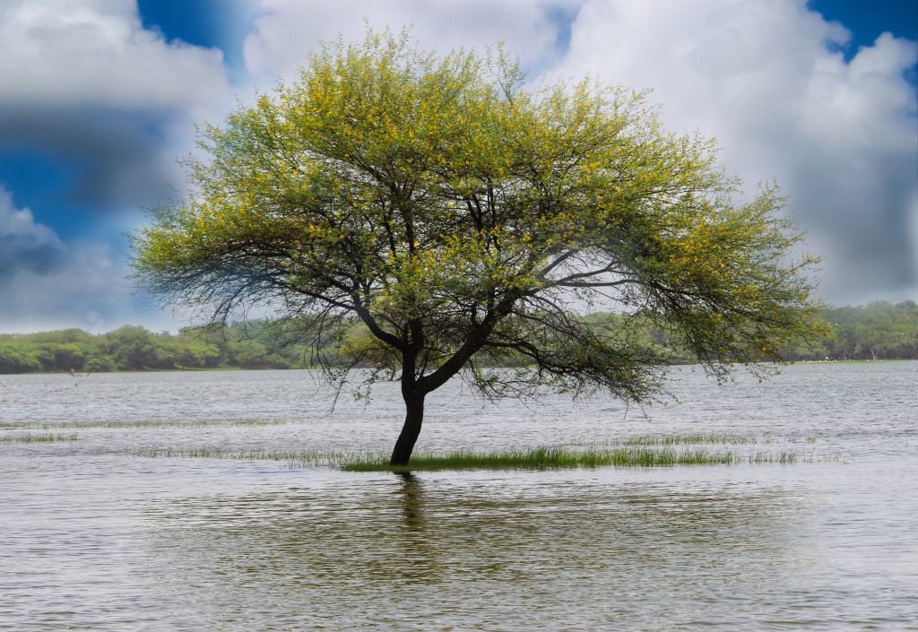 Tree on a lake - PixaHive