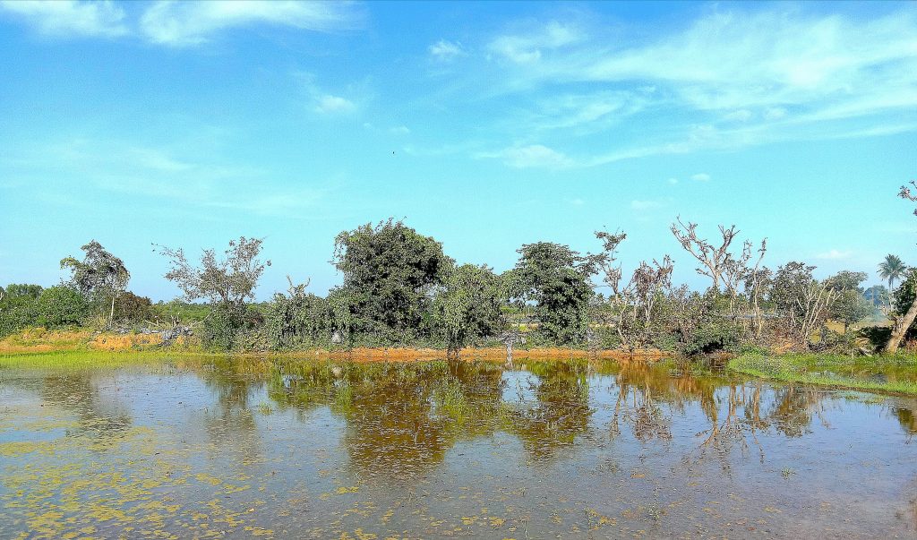 Trees reflection in the river - PixaHive