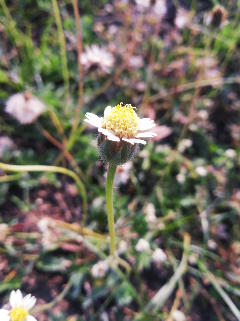 A Tridax procumbens plant flower - PixaHive
