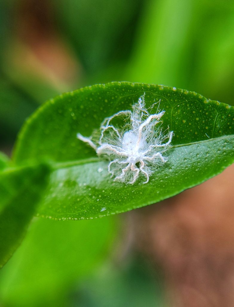 A white flower fallen on a green leaf - PixaHive