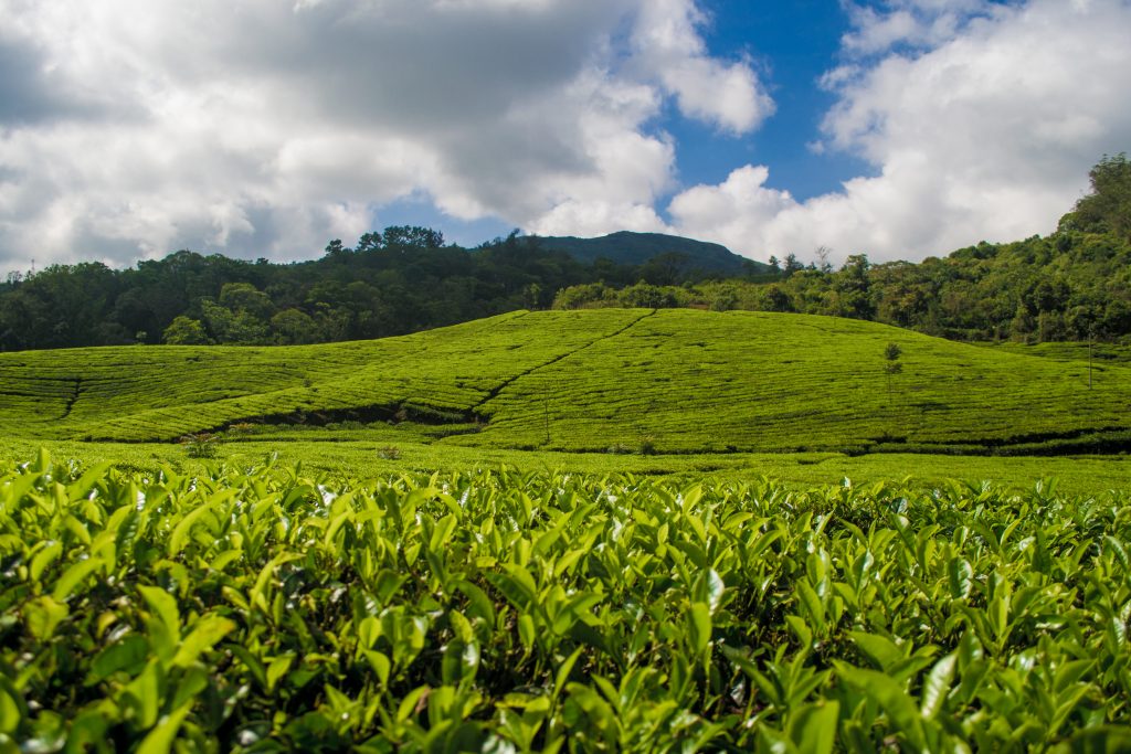 Vagamon tea estate - PixaHive