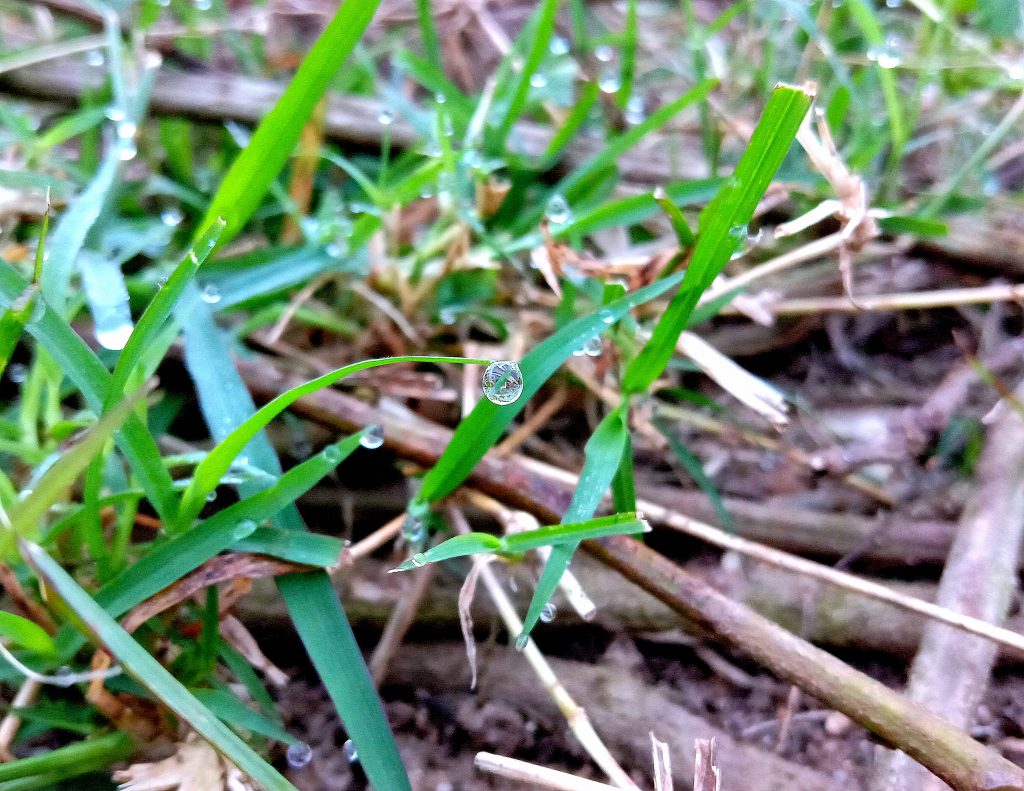 Water bubble - PixaHive