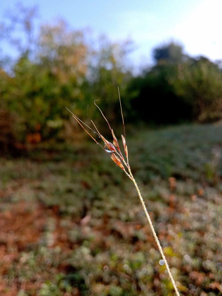 Water bubble on plant - PixaHive
