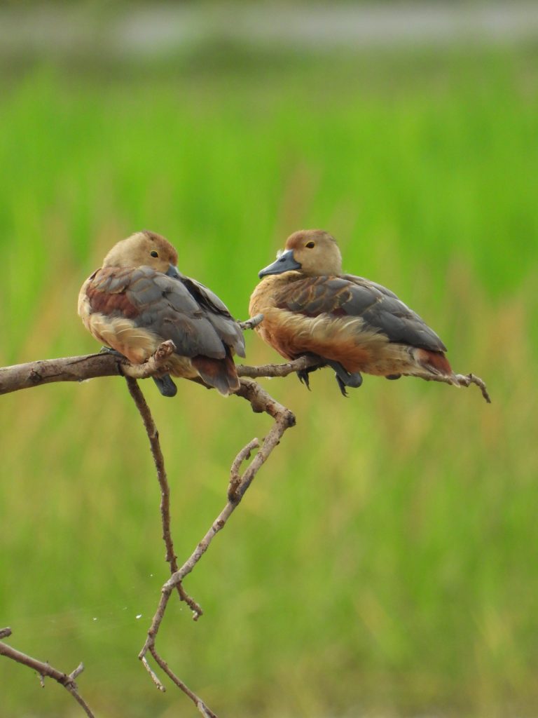 Whistling duck chicks - PixaHive