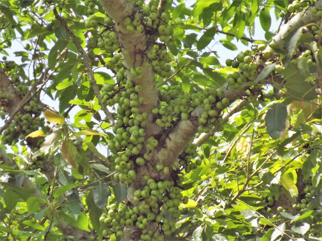 Wild fruit on tree - PixaHive