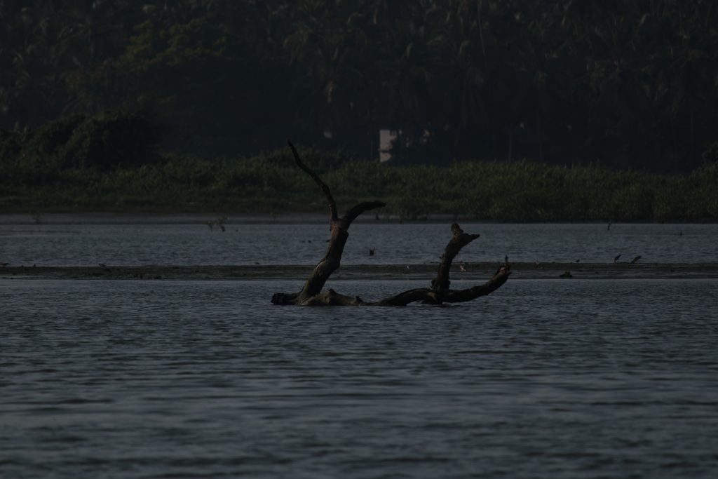 Wood Log pieces in the river. - PixaHive