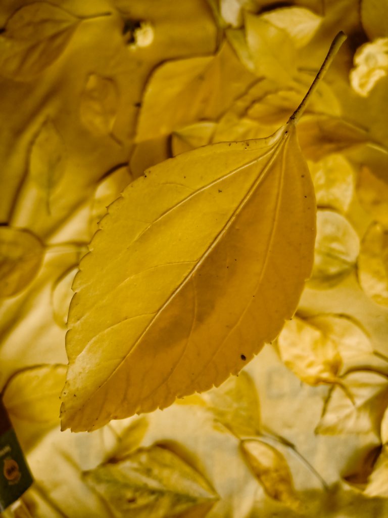 A foliage - PixaHive