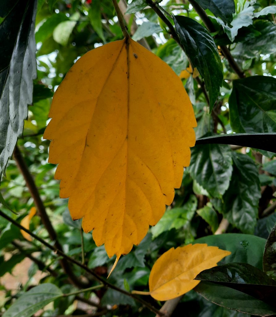 Yellow leaf - PixaHive