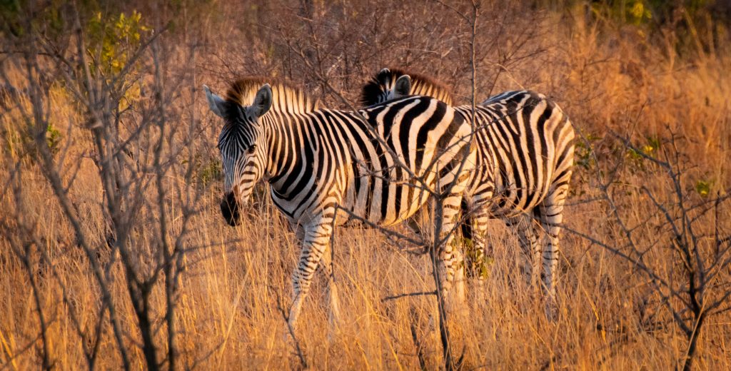 Zebra Crossing - PixaHive
