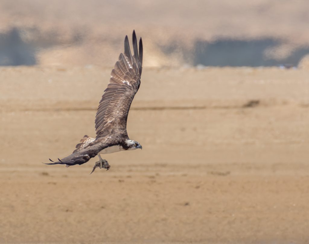 a bird with its prey - PixaHive