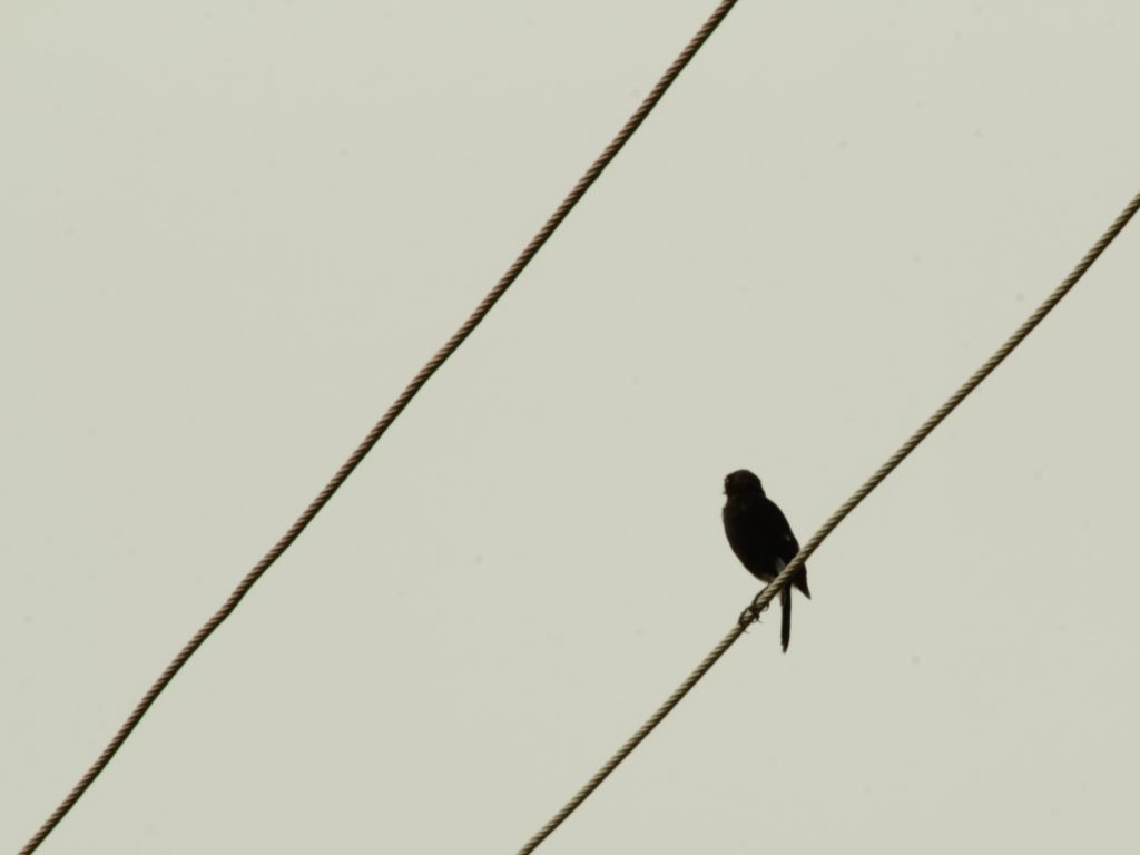 Bird Pixahive