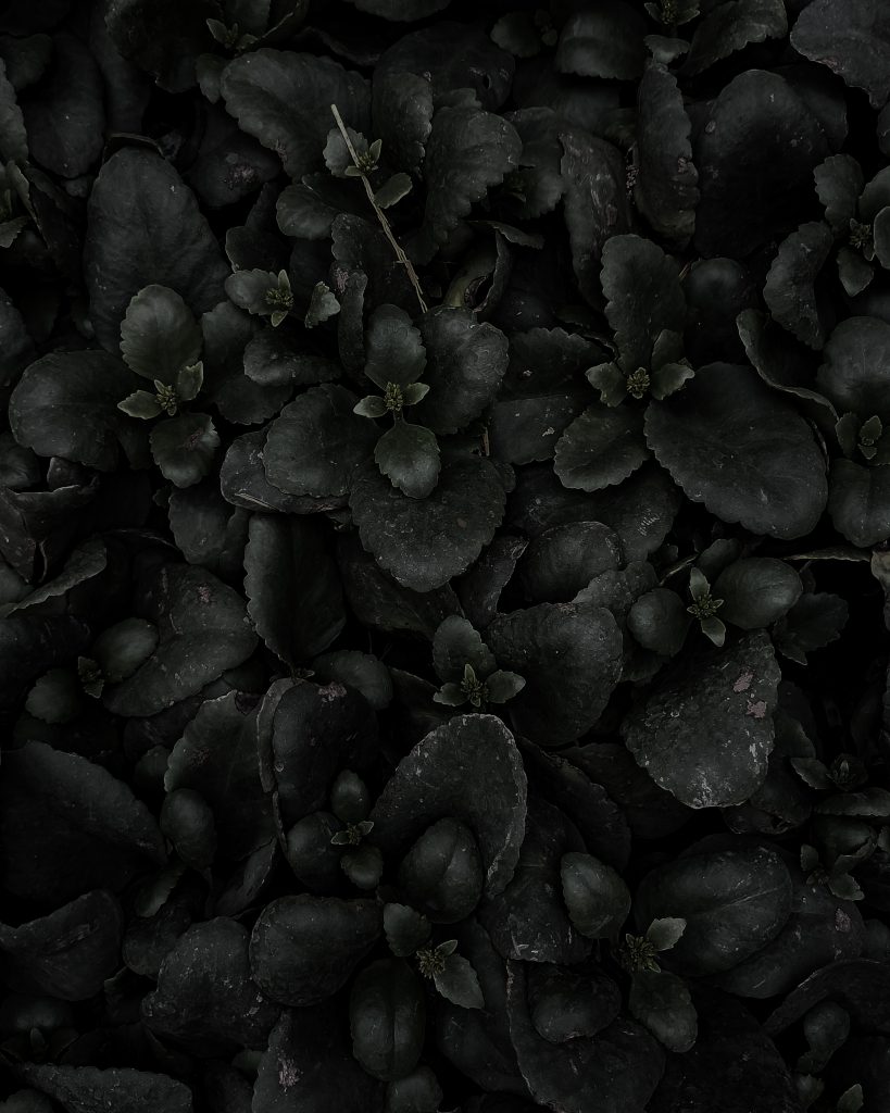 close-up of dark leaves - PixaHive