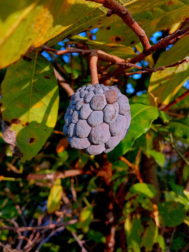 fruit dried on the tree - PixaHive