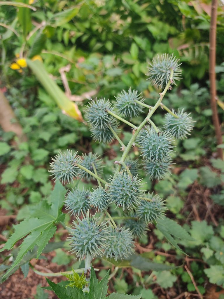 Castor oil plant - PixaHive