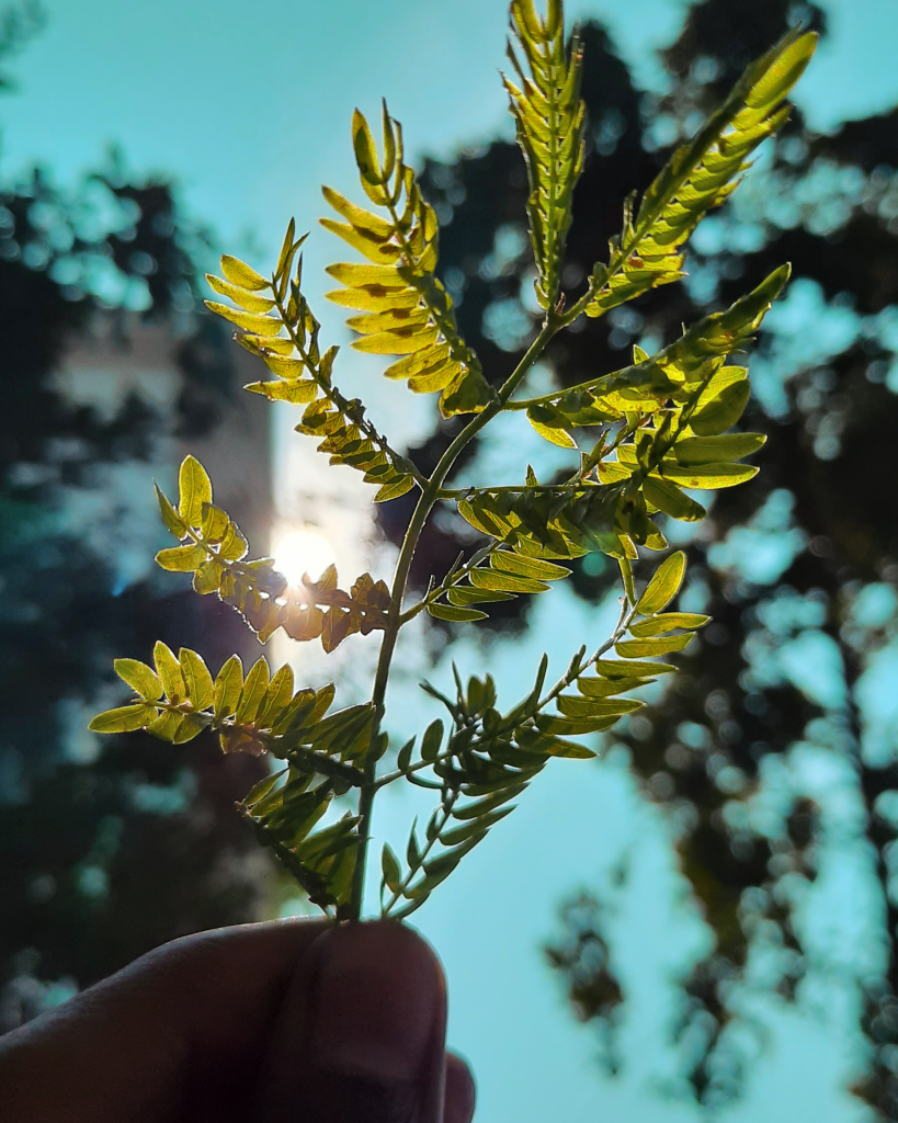 leaf in sunlight with blue sky - PixaHive