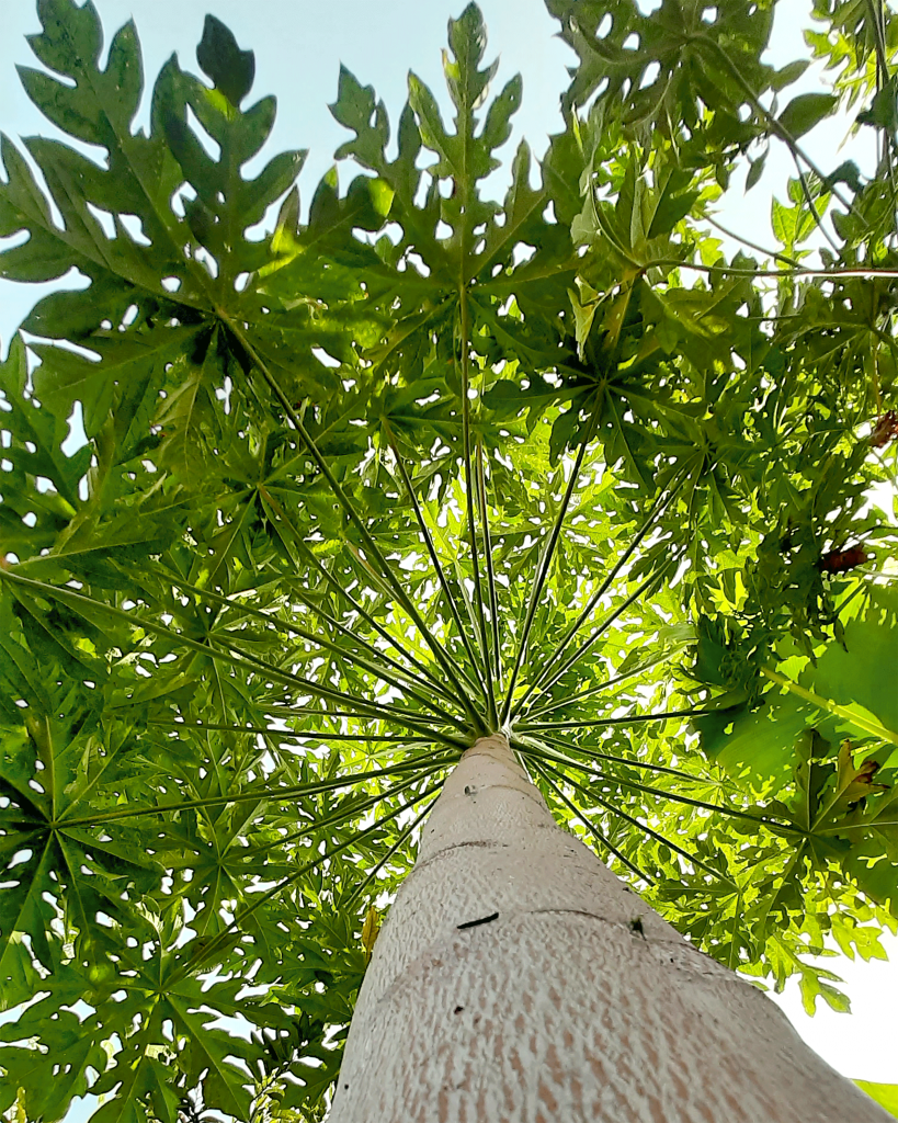 papaya tree image taken in wide angle - PixaHive