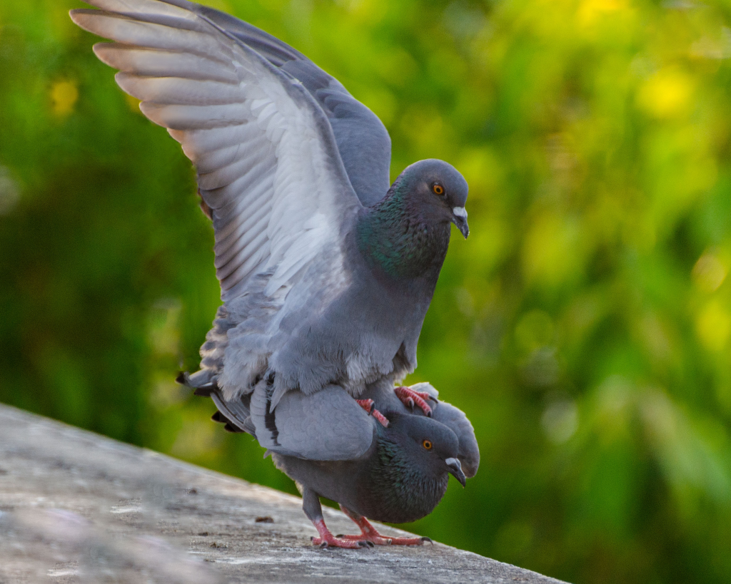 Mating pigeons - PixaHive